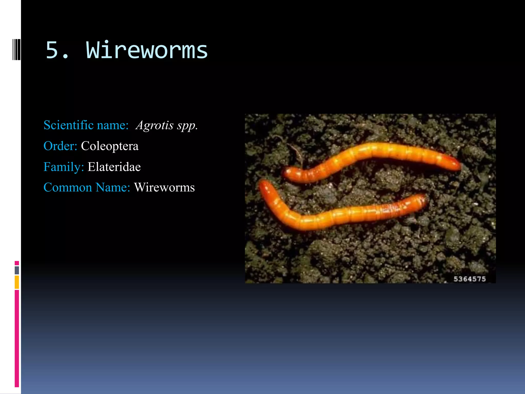 insect pest identification of rice, maize and wheat | PPTX
