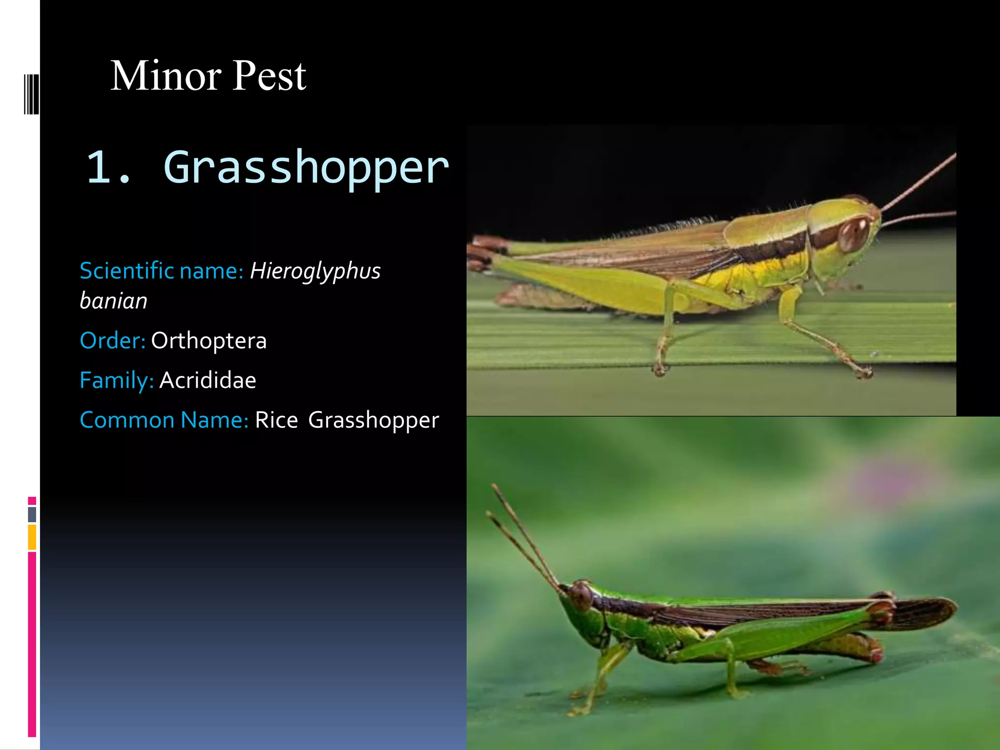 insect pest identification of rice, maize and wheat | PPTX