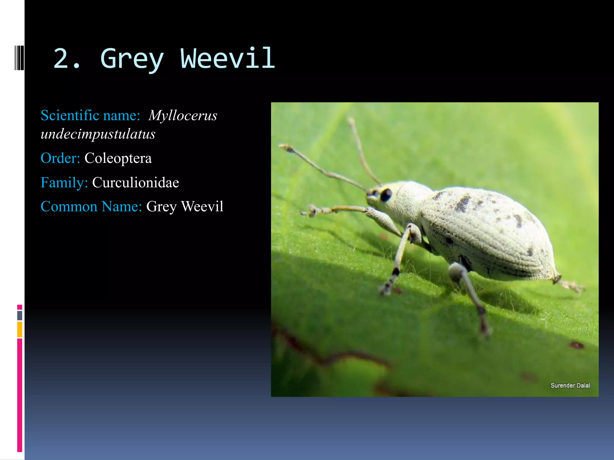 insect pest identification of rice, maize and wheat | PPTX