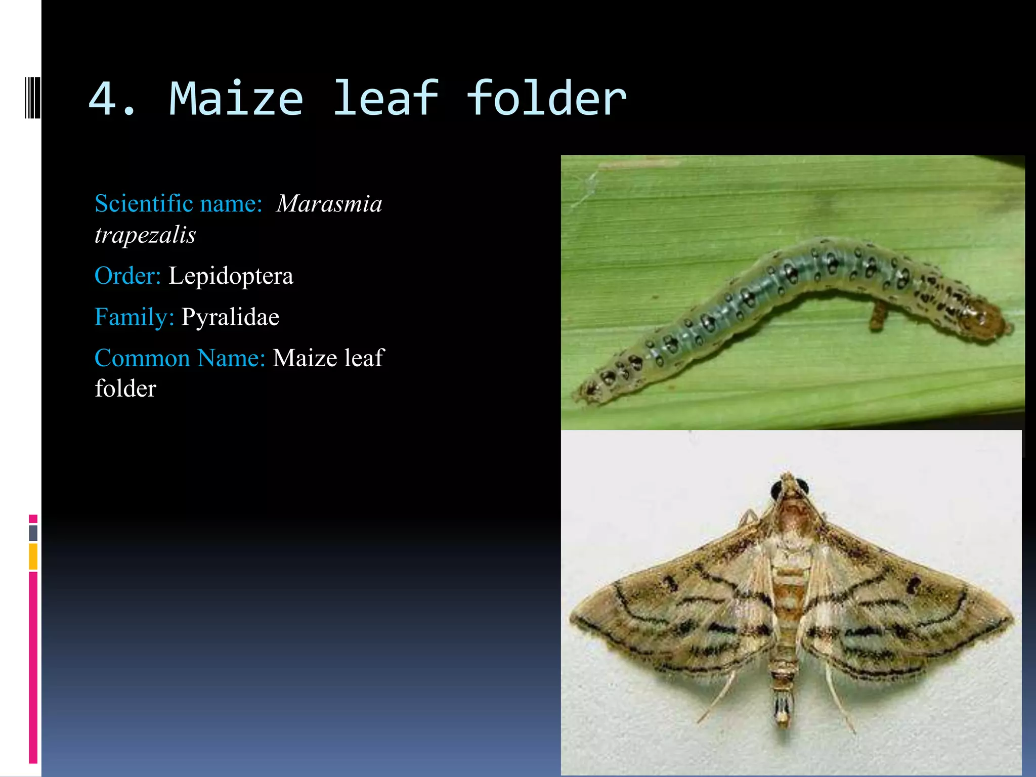 insect pest identification of rice, maize and wheat | PPTX