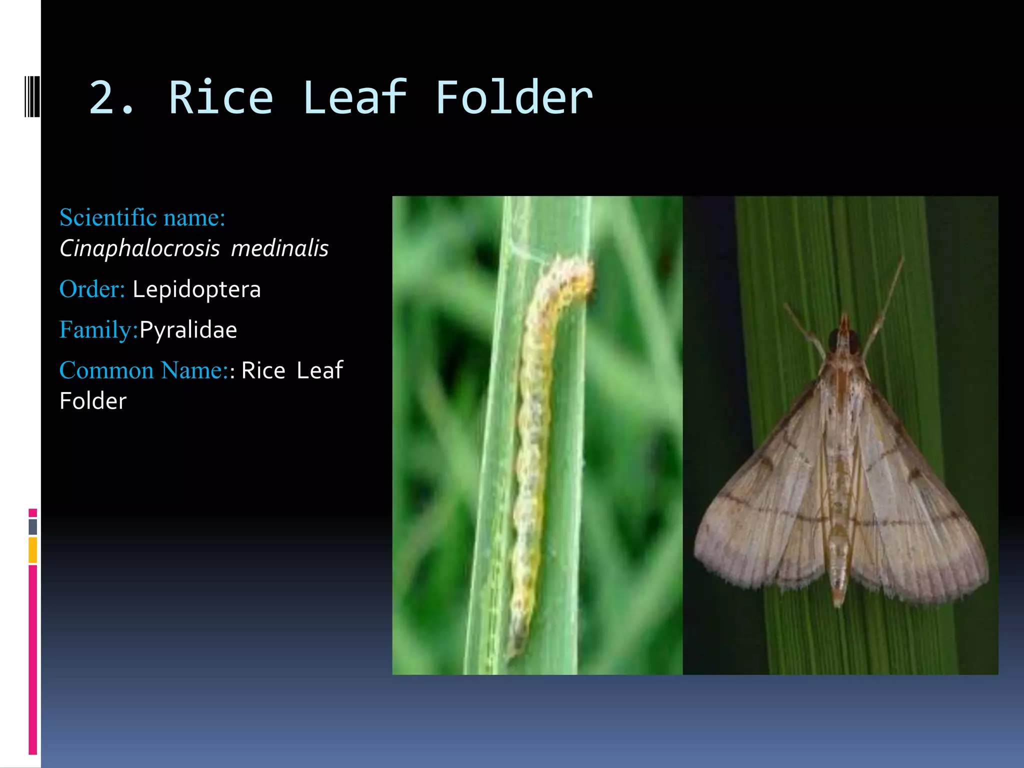 insect pest identification of rice, maize and wheat | PPTX