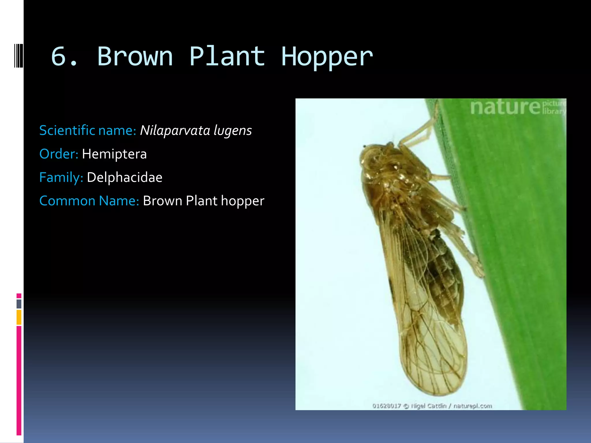 insect pest identification of rice, maize and wheat | PPTX