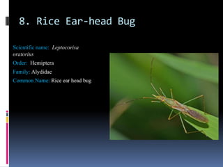 insect pest identification of rice, maize and wheat | PPTX