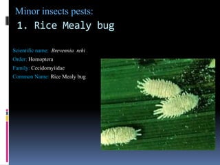insect pest identification of rice, maize and wheat | PPTX