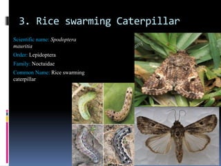 insect pest identification of rice, maize and wheat | PPTX