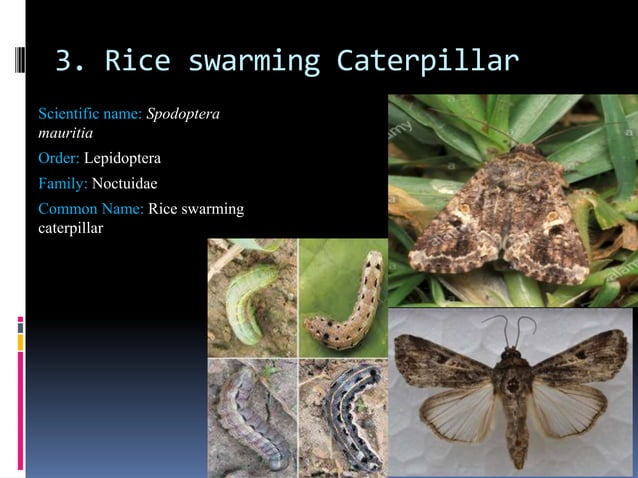 insect pest identification of rice, maize and wheat | PPTX