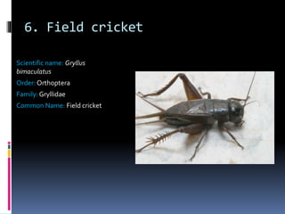 insect pest identification of rice, maize and wheat | PPTX