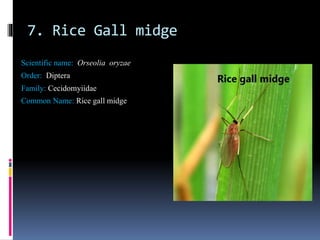 insect pest identification of rice, maize and wheat | PPTX