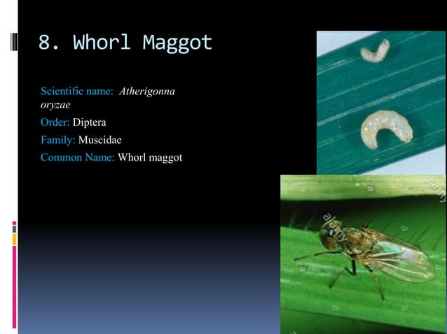 insect pest identification of rice, maize and wheat | PPTX