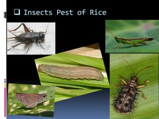 insect pest identification of rice, maize and wheat | PPTX