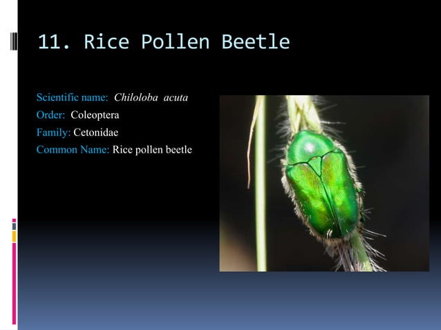 insect pest identification of rice, maize and wheat | PPTX