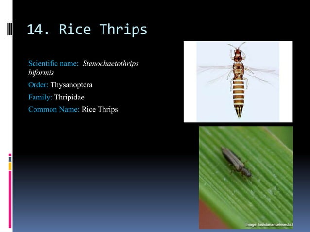 insect pest identification of rice, maize and wheat | PPTX