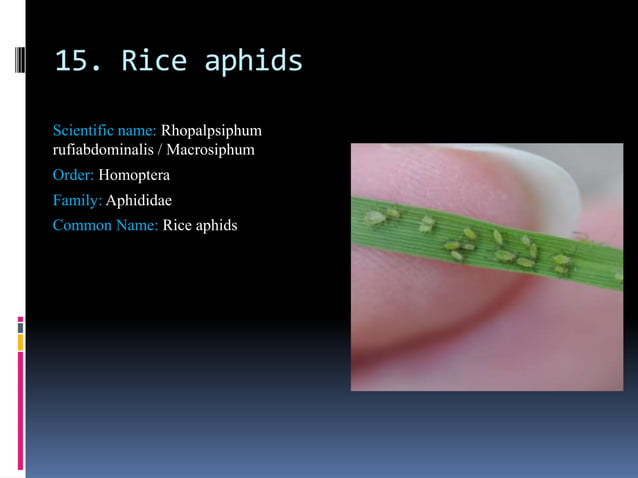 insect pest identification of rice, maize and wheat | PPTX