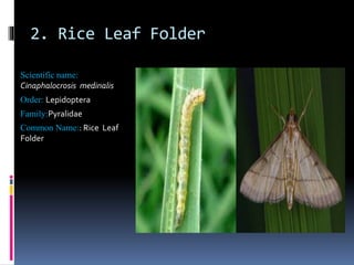 insect pest identification of rice, maize and wheat | PPTX