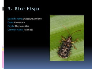 insect pest identification of rice, maize and wheat | PPTX