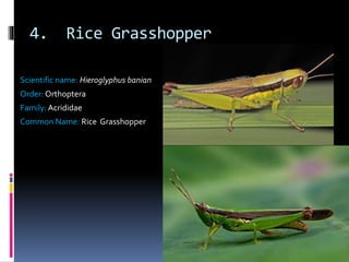 insect pest identification of rice, maize and wheat | PPTX