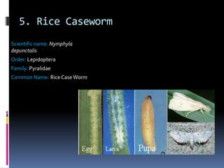 insect pest identification of rice, maize and wheat | PPTX