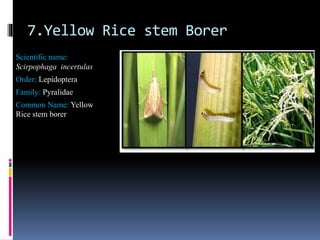 insect pest identification of rice, maize and wheat | PPTX