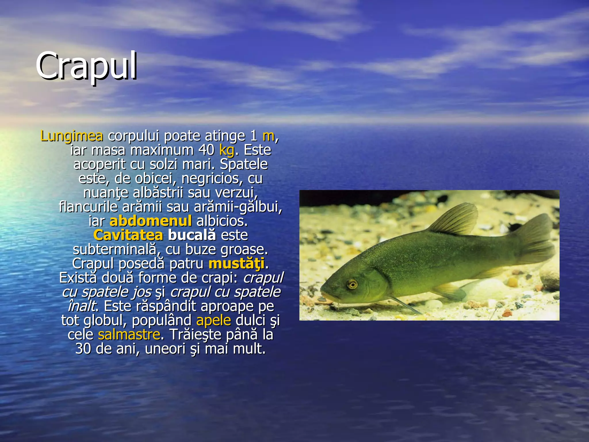 Despre pesti AdrianP | PPT