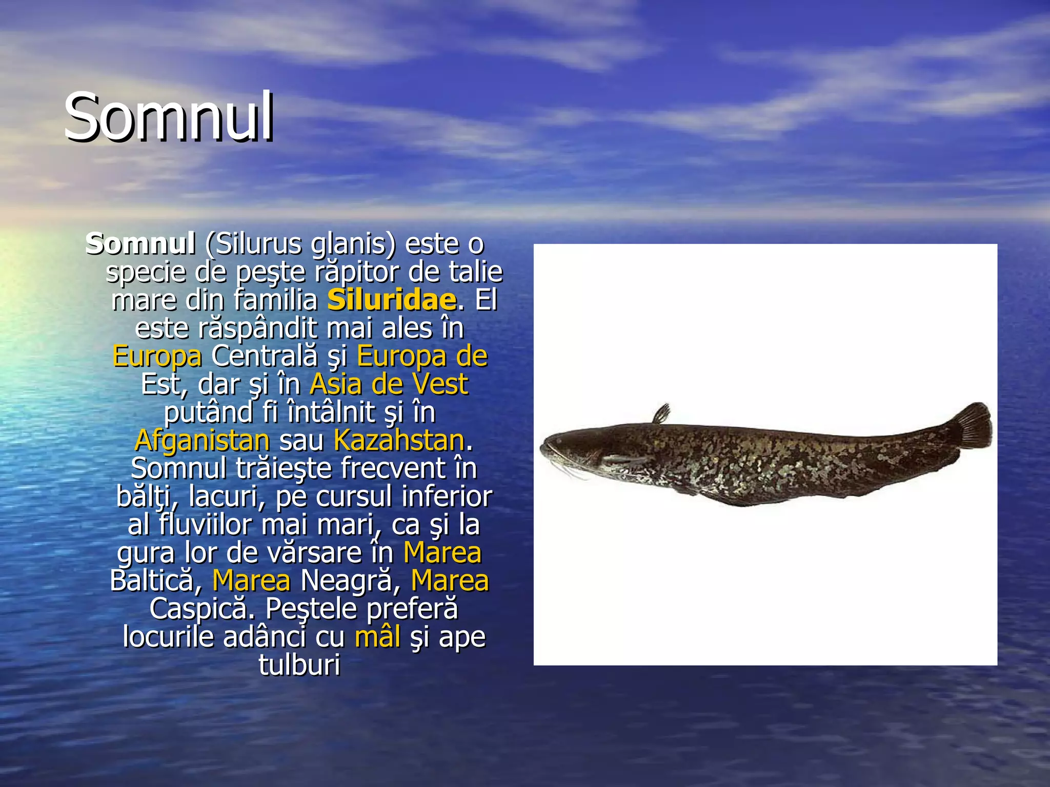 Despre pesti AdrianP | PPT