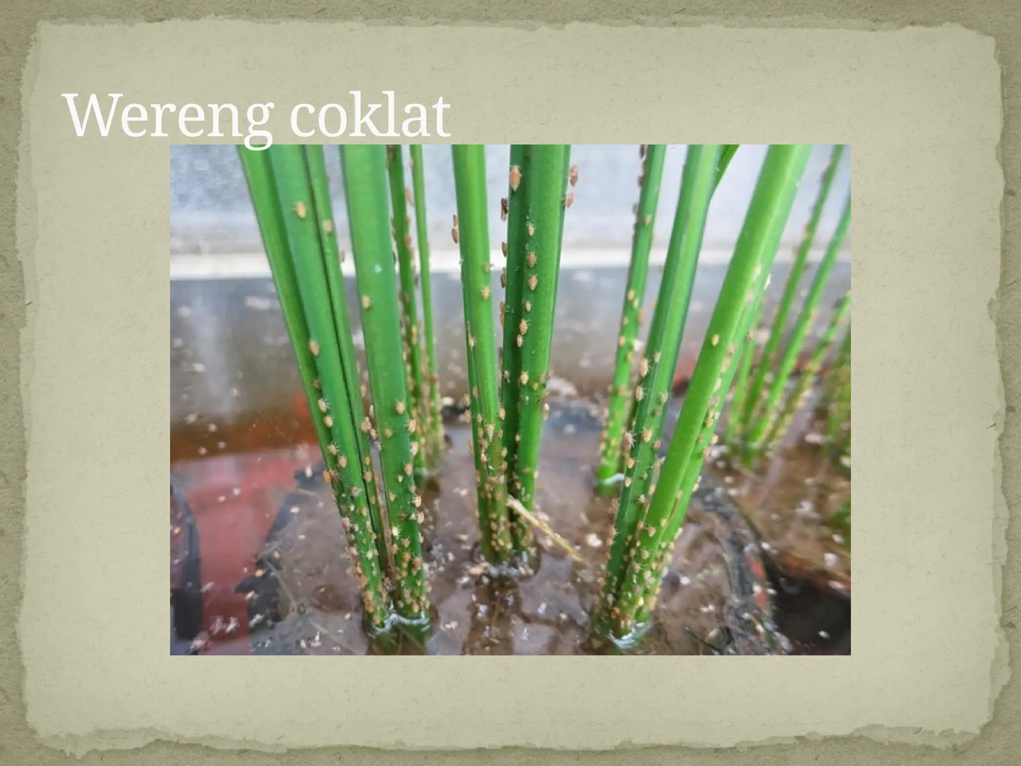 PESTISIDA NABATI organik ramah lingkungan | PPTX