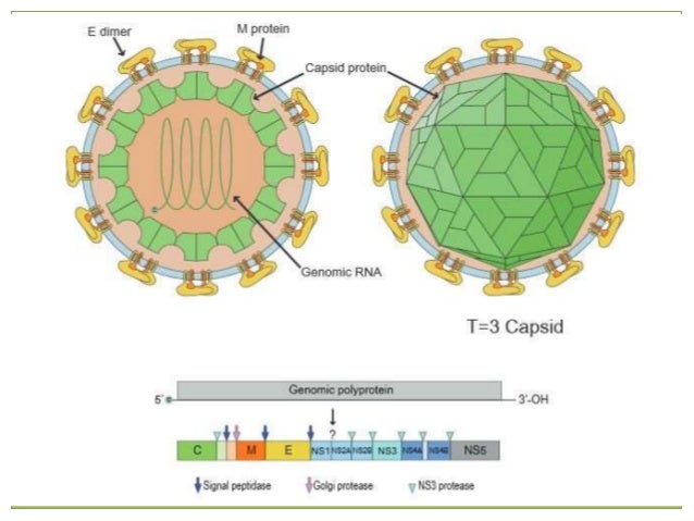 Pestivirus