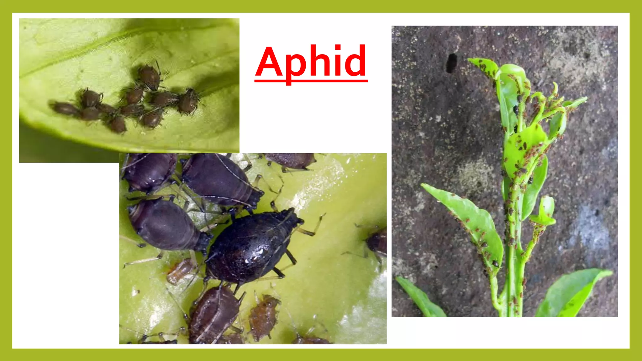 Pest of chilli. | PPTX