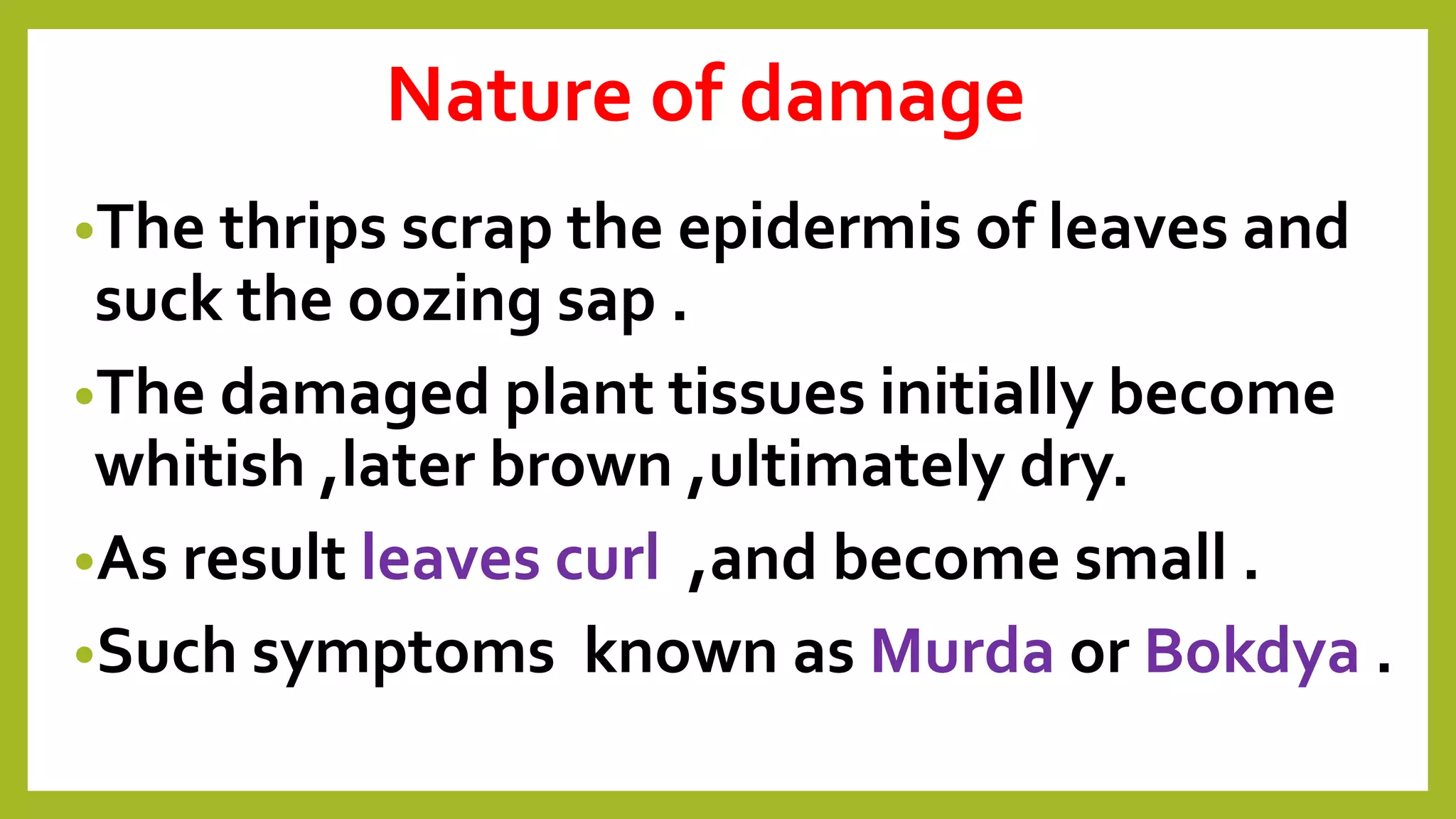 Pest of chilli. | PPTX