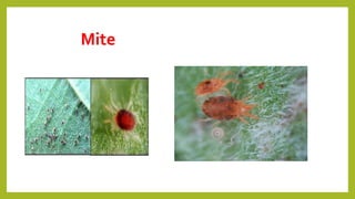 Pest of chilli. | PPTX