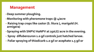 Pest of chilli. | PPTX