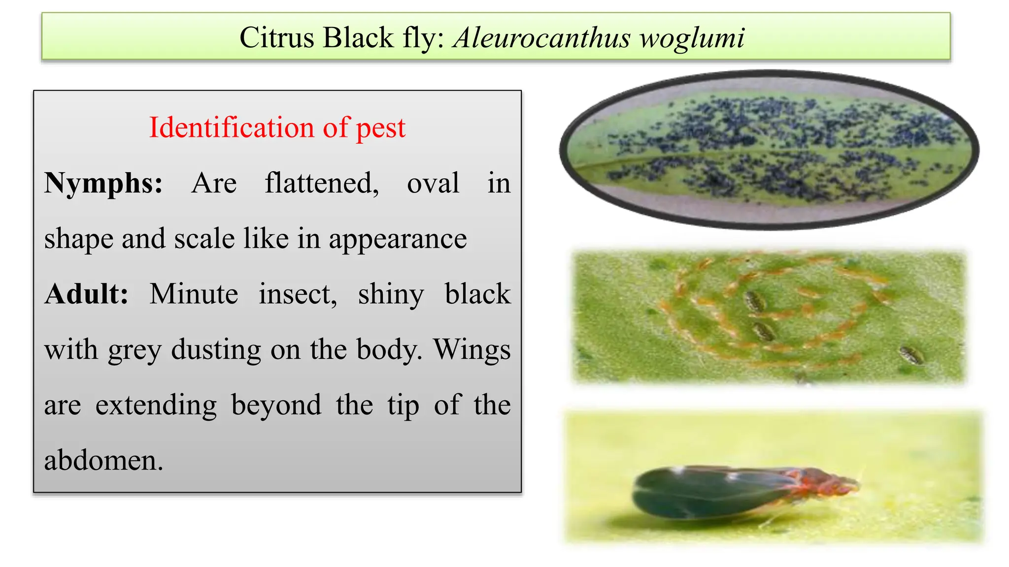 Pest of citrus.pptx Identification and Management of the pest | PPTX