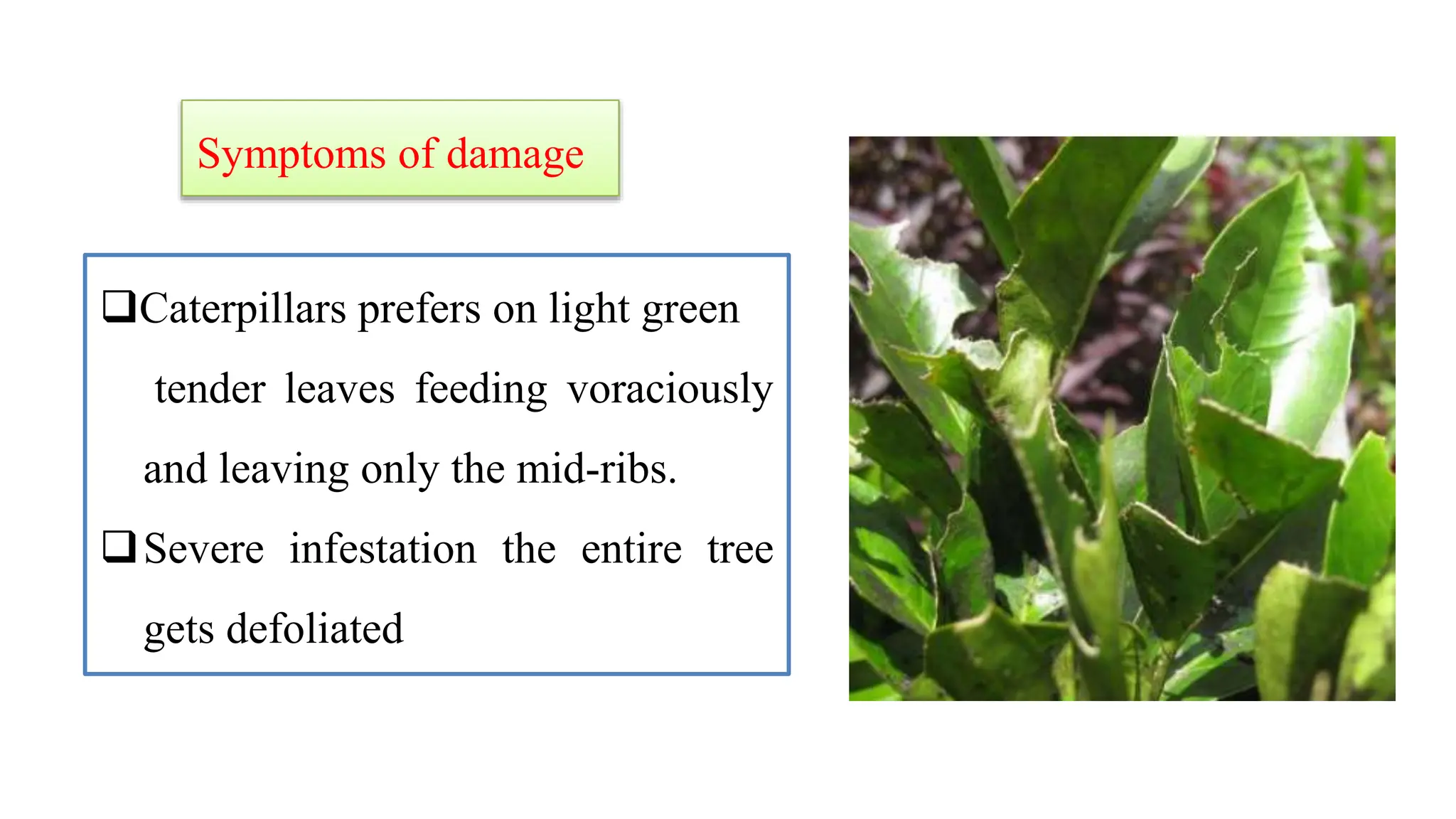 Pest of citrus.pptx Identification and Management of the pest | PPTX