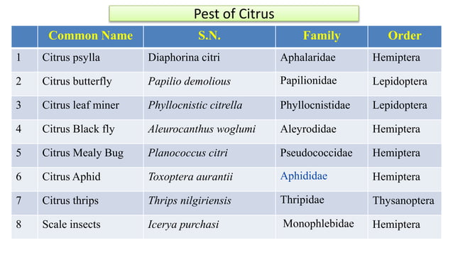 Pest of citrus.pptx Identification and Management of the pest | PPT