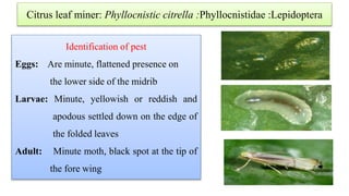 Pest of citrus.pptx Identification and Management of the pest | PPT