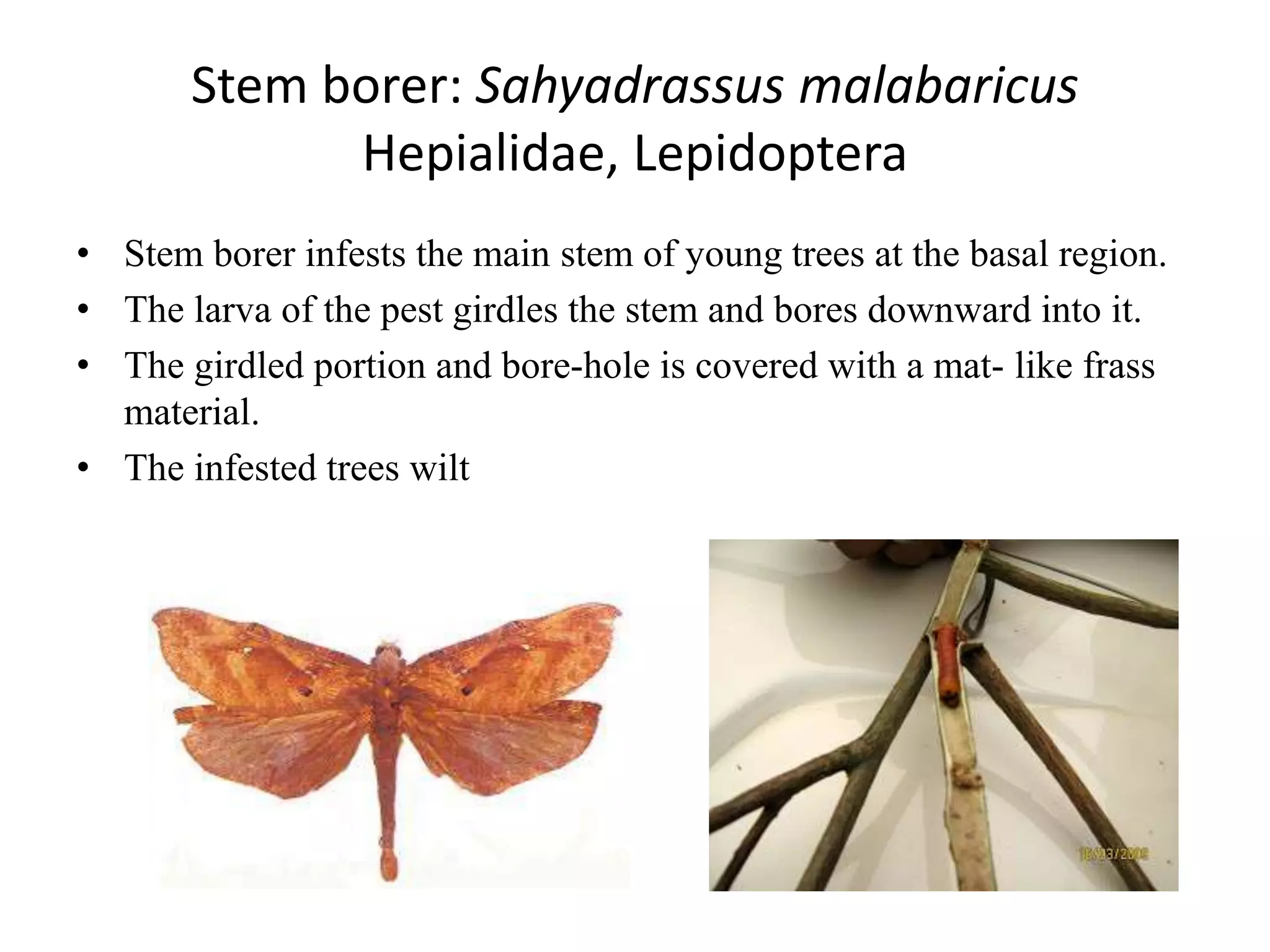 pest of Clove.pptx