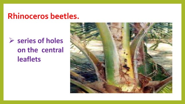 pest of coconut. | PPTX | Gardening | Home & Garden