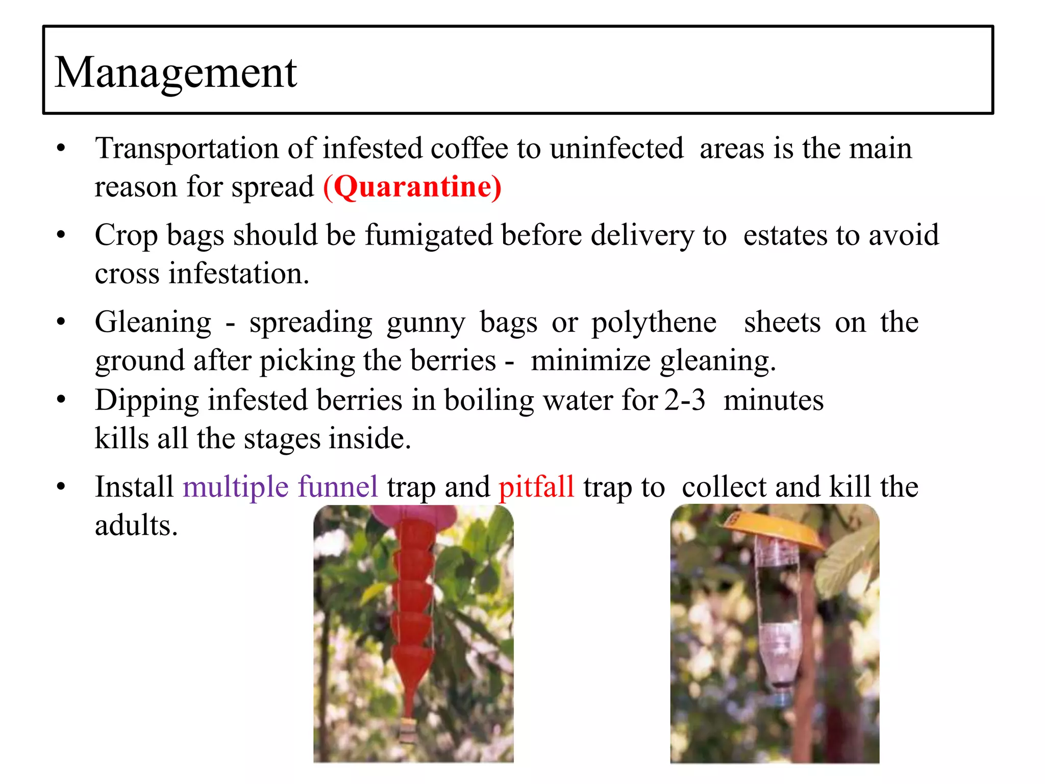 INSECT PEST OF COFFEE | PPTX