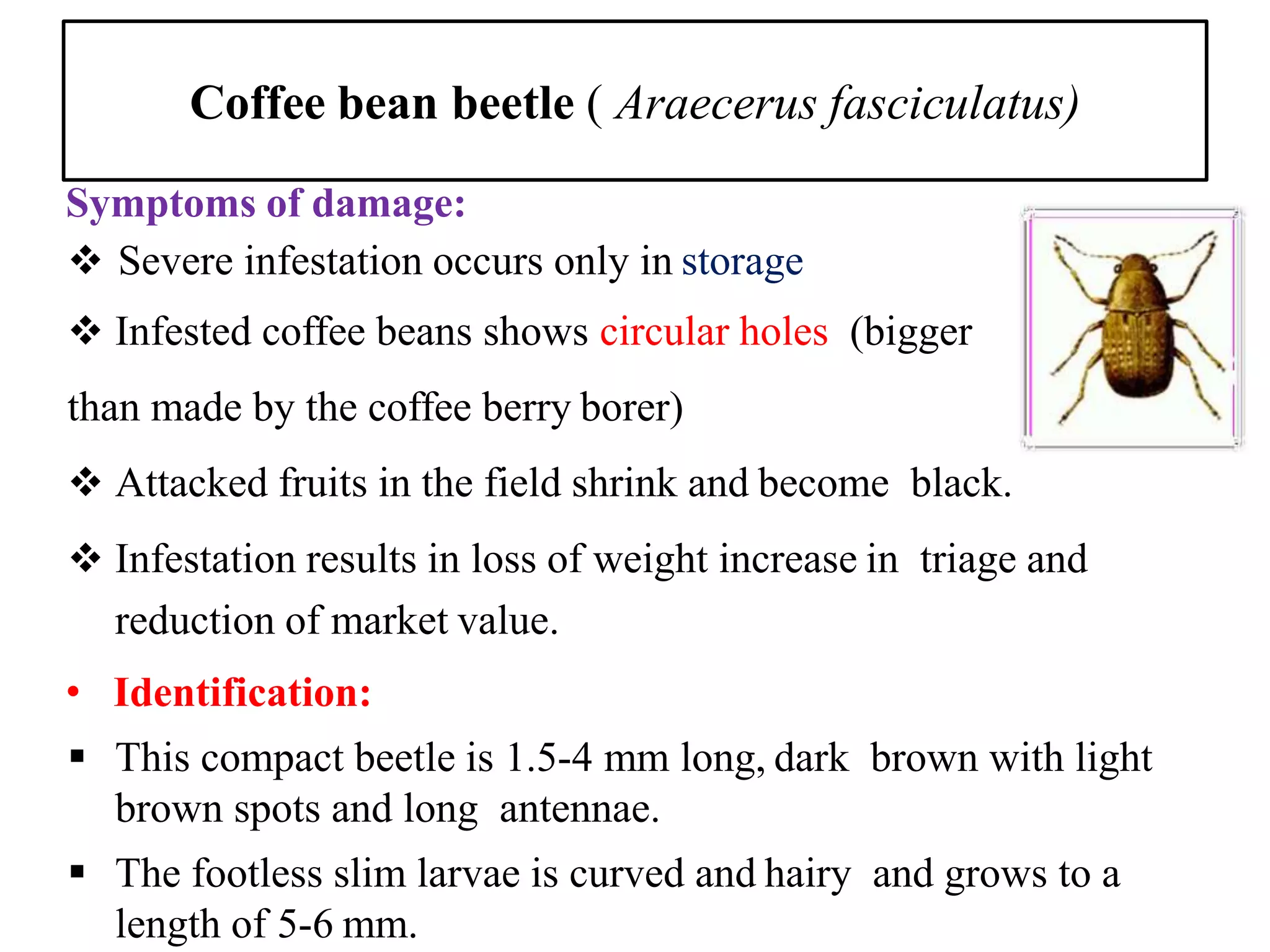 INSECT PEST OF COFFEE | PPTX