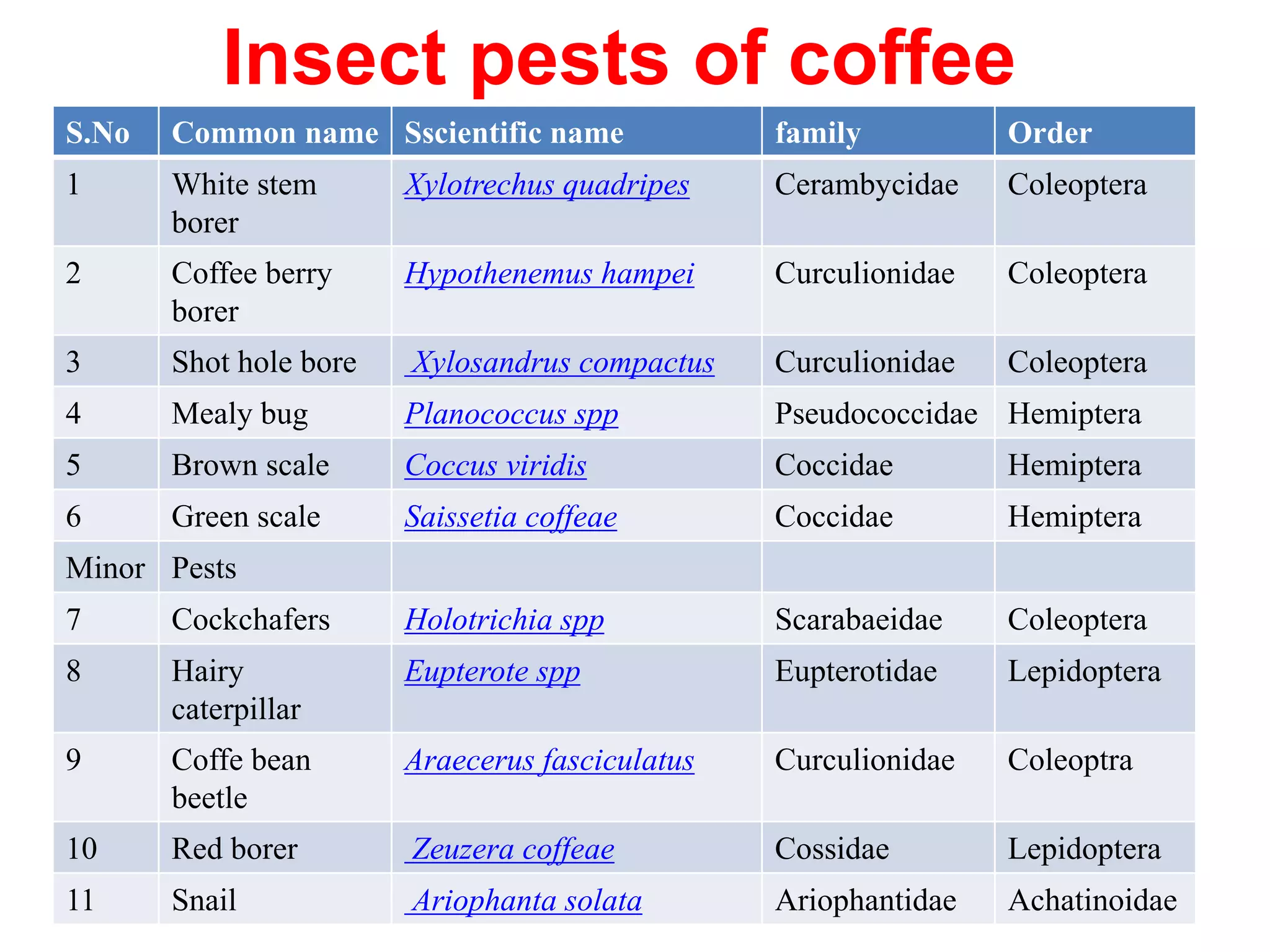 INSECT PEST OF COFFEE | PPTX