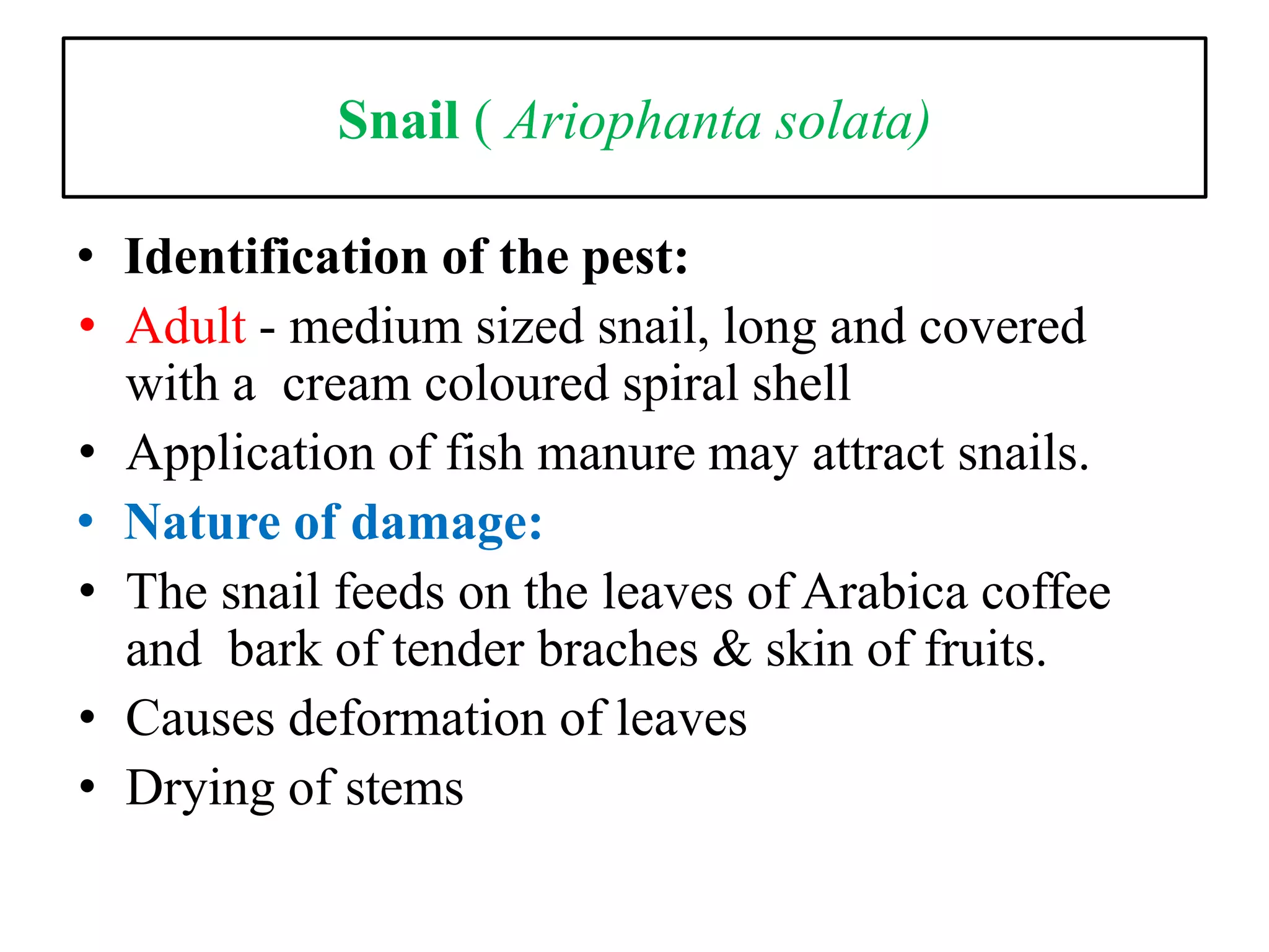 INSECT PEST OF COFFEE | PPTX