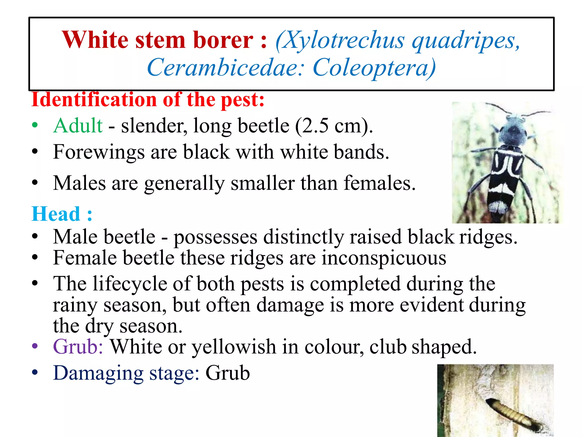 INSECT PEST OF COFFEE | PPTX
