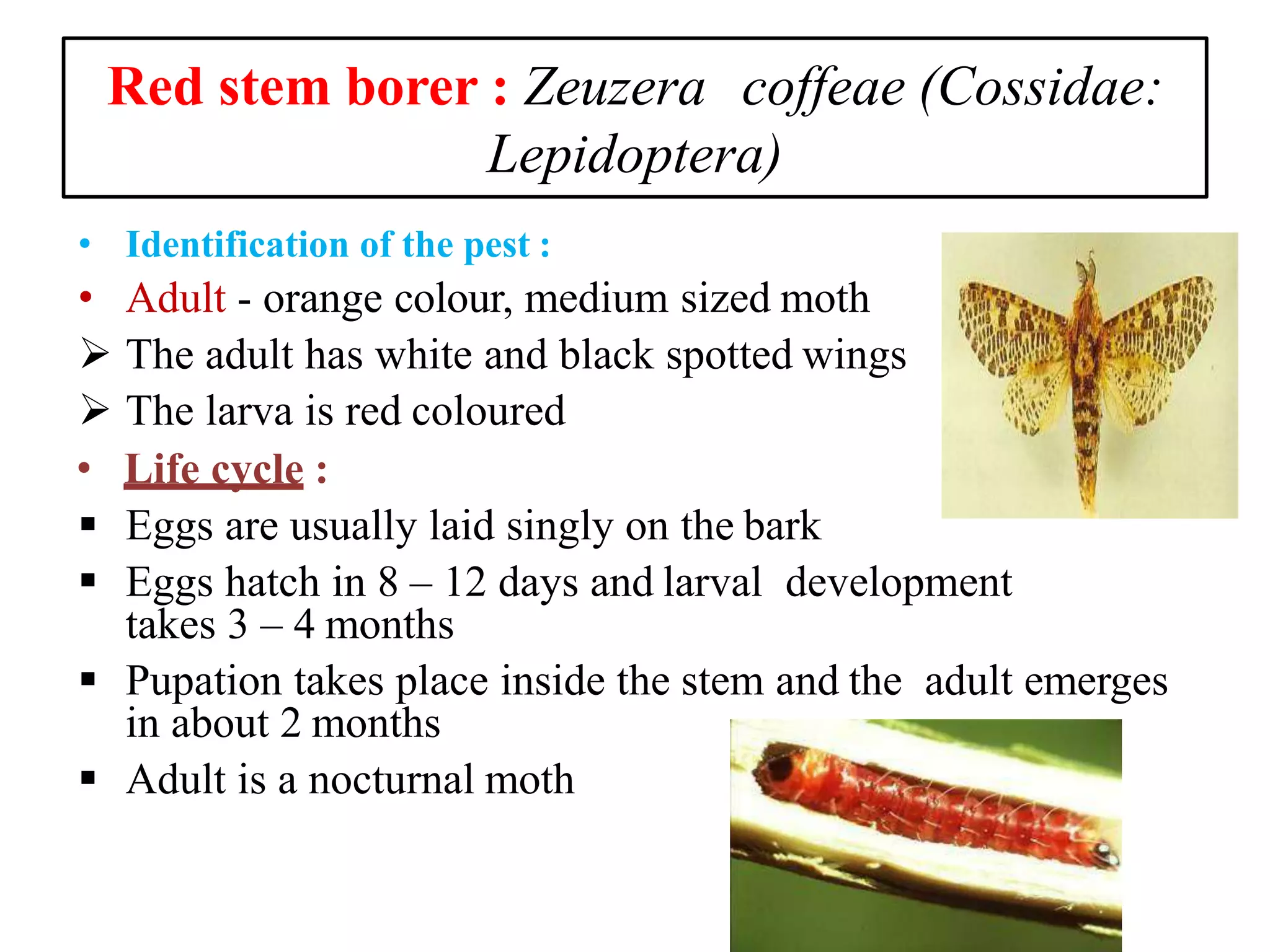 INSECT PEST OF COFFEE | PPTX