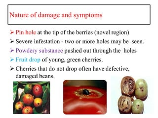INSECT PEST OF COFFEE | PPTX