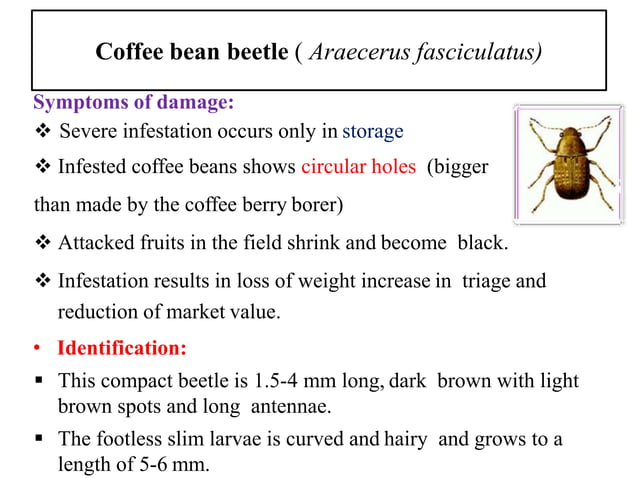 INSECT PEST OF COFFEE | PPTX