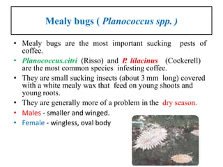 INSECT PEST OF COFFEE | PPTX