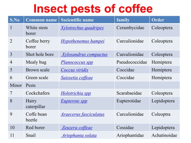 INSECT PEST OF COFFEE