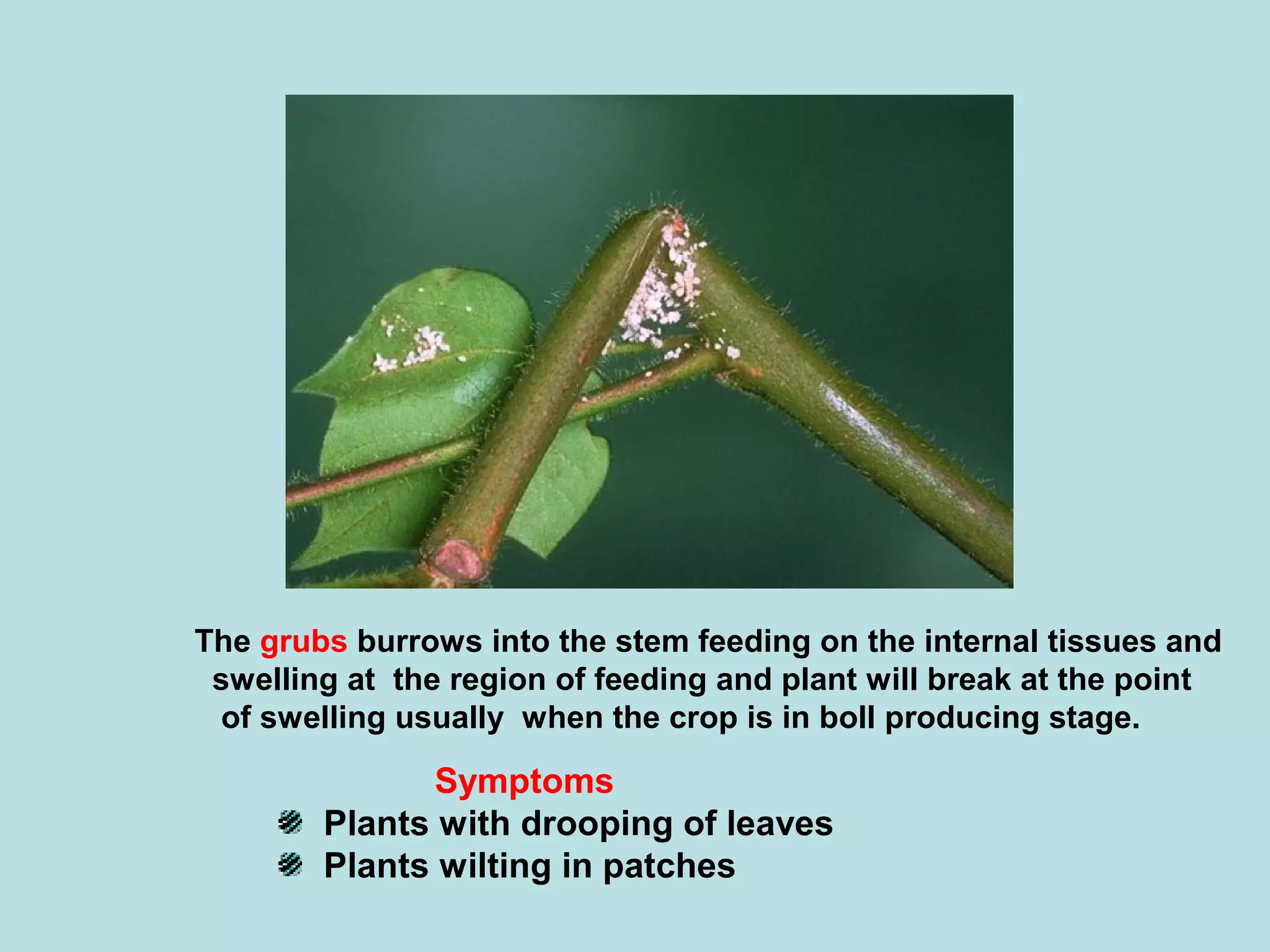 Pest of cotton &sunhemp | PPT