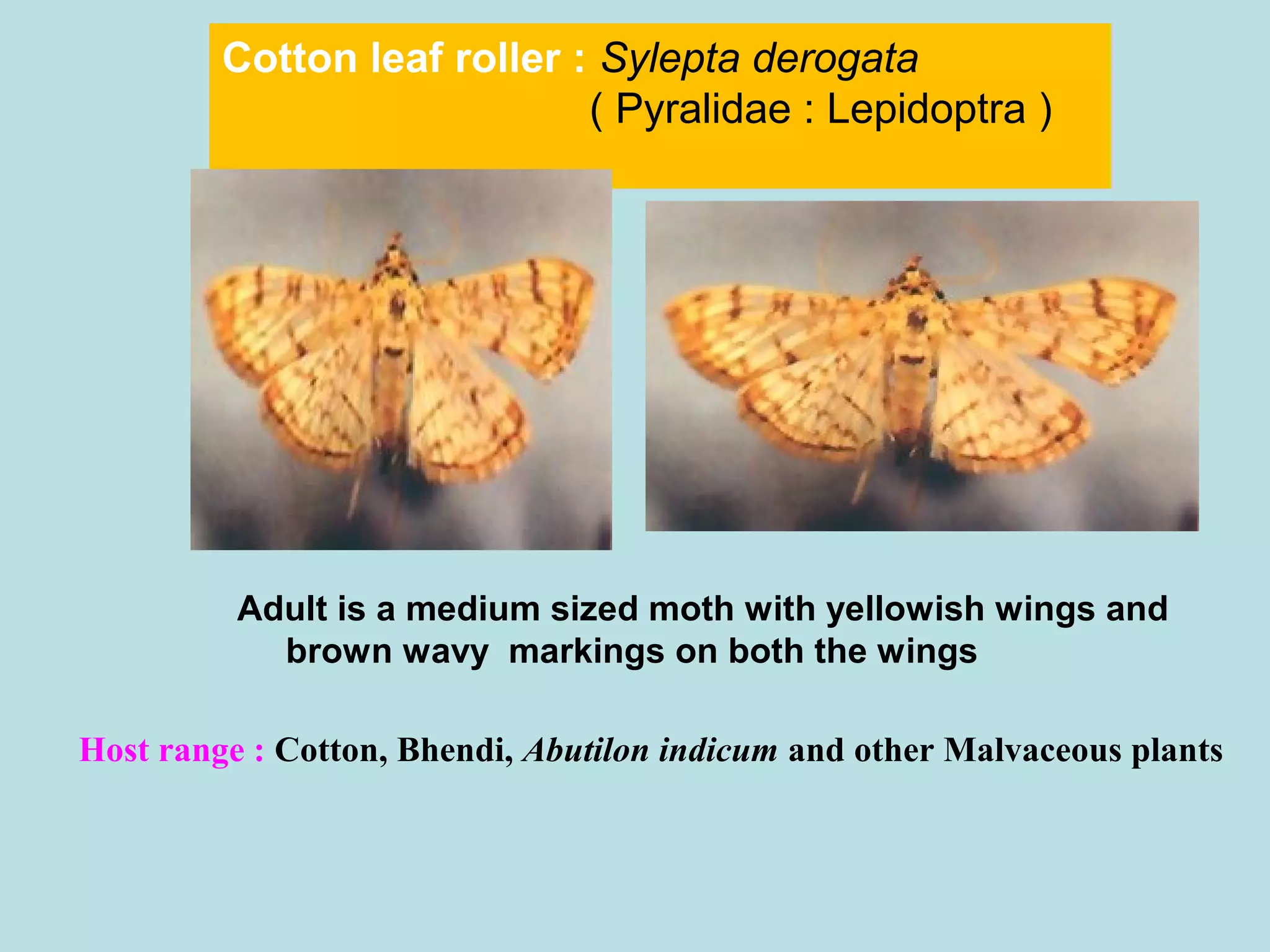 Pest of cotton &sunhemp | PPT