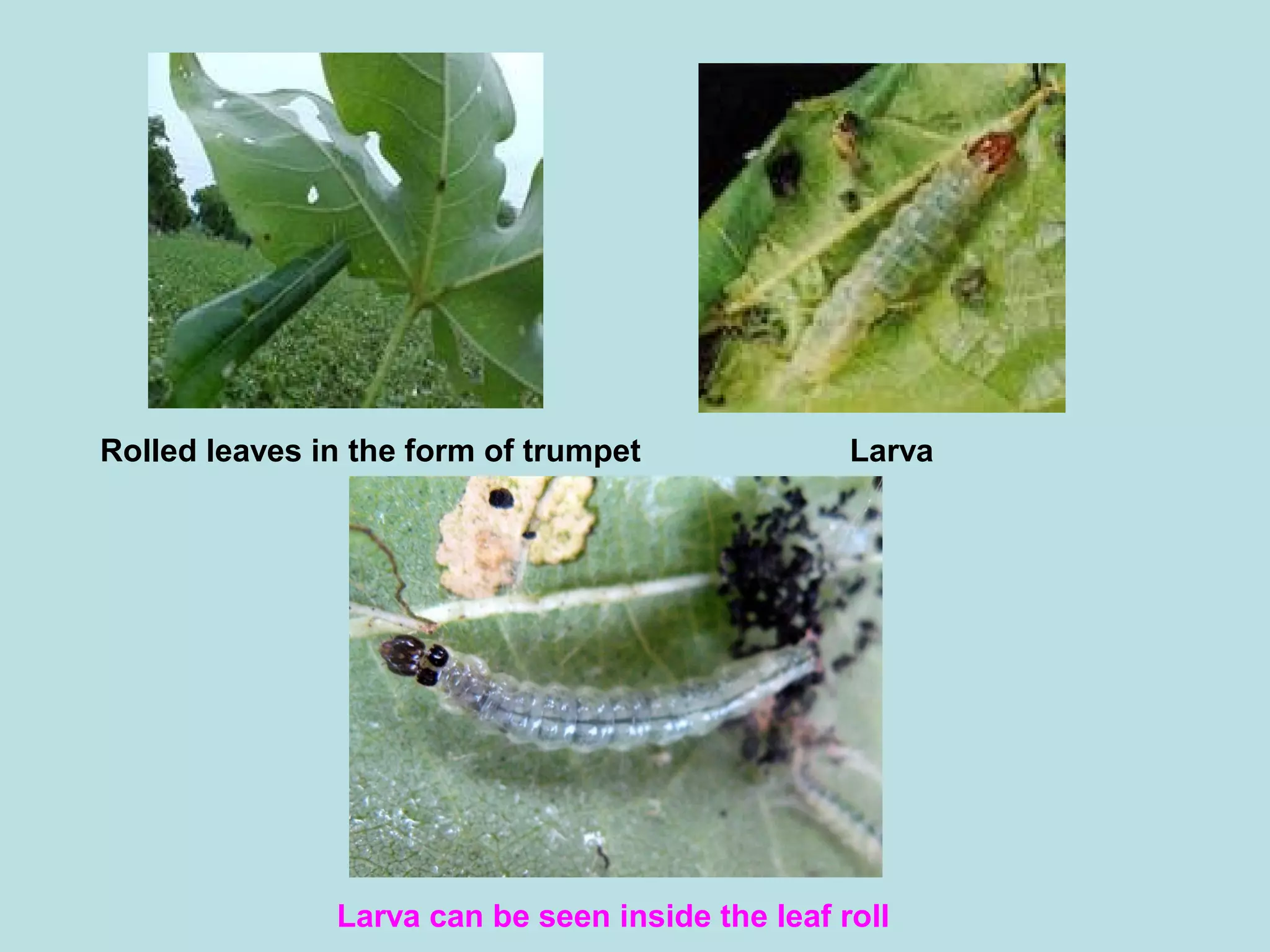 Pest of cotton &sunhemp | PPT