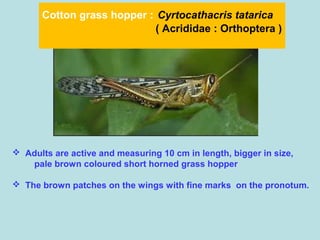 Pest of cotton &sunhemp | PPT